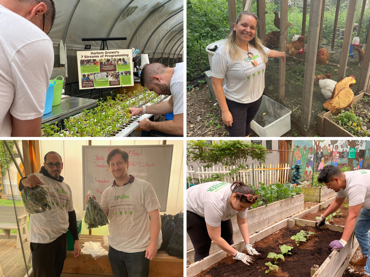 Harlem Grown: A Day of Urban Farming - EP Engineering